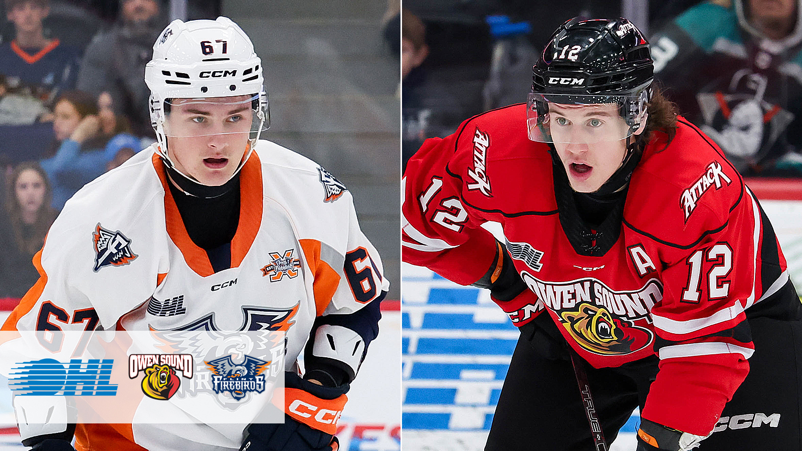 Firebirds acquire McCue, Attack add Zurawski in Wednesday deal ...