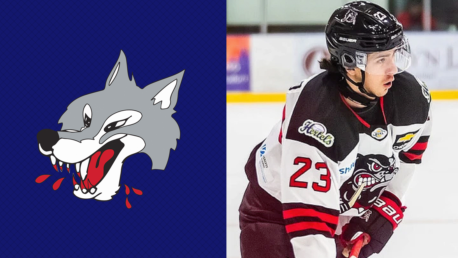 Wolves sign 19-year-old forward Jack Ziliotto - Ontario Hockey League