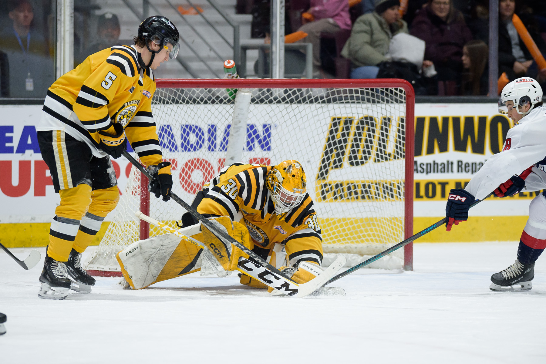 Sarnia Sting